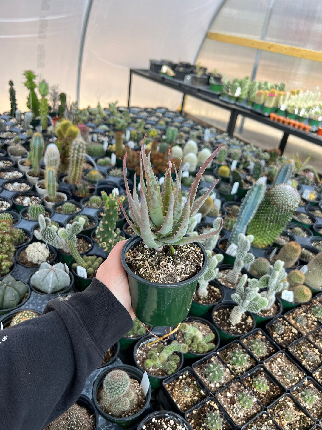 Aloe Blue Elf | Live Rooted Succulent-cactus - Etsy