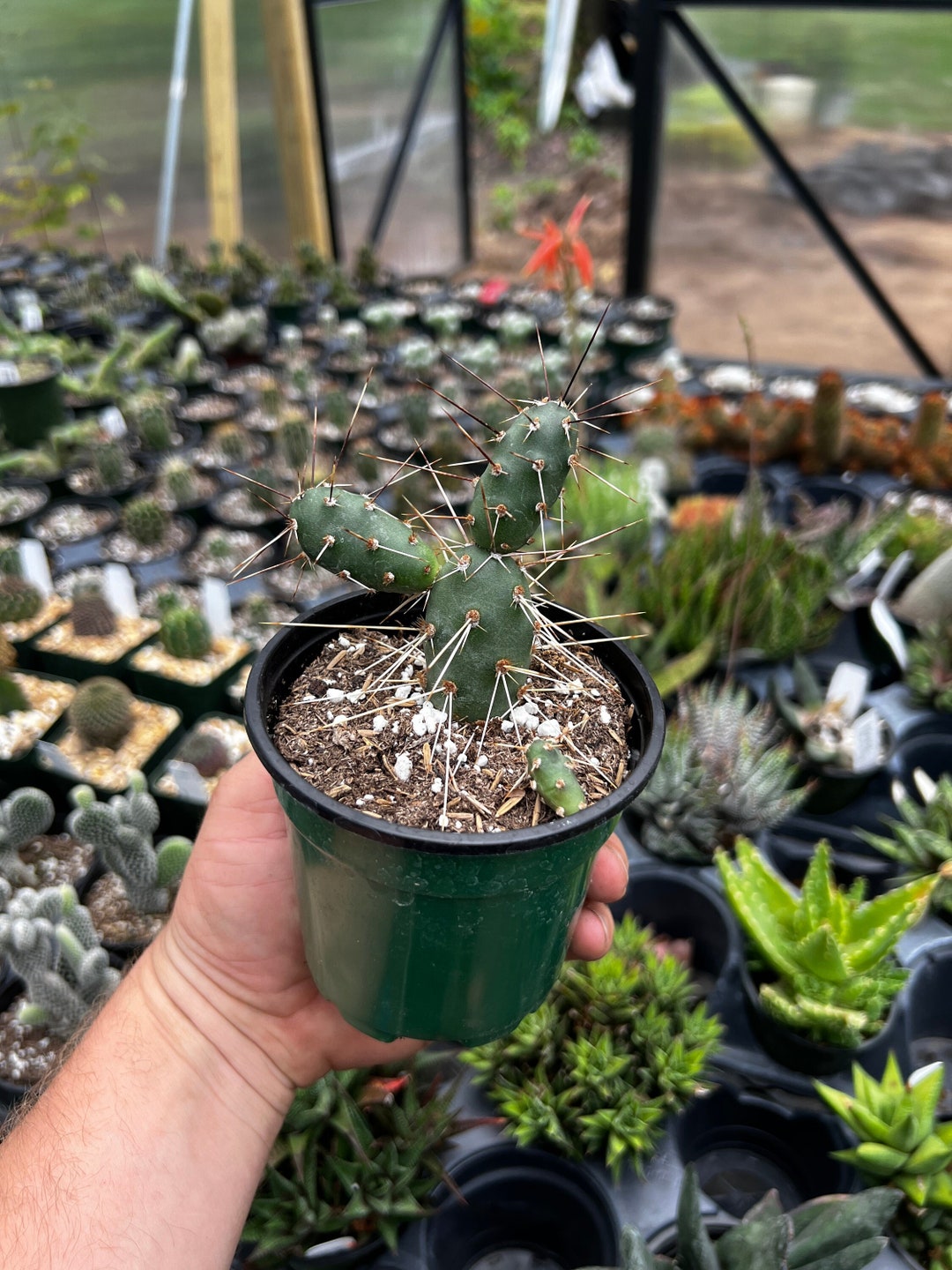 Grusonia Invicta | Live Rooted Succulent-cactus - Etsy