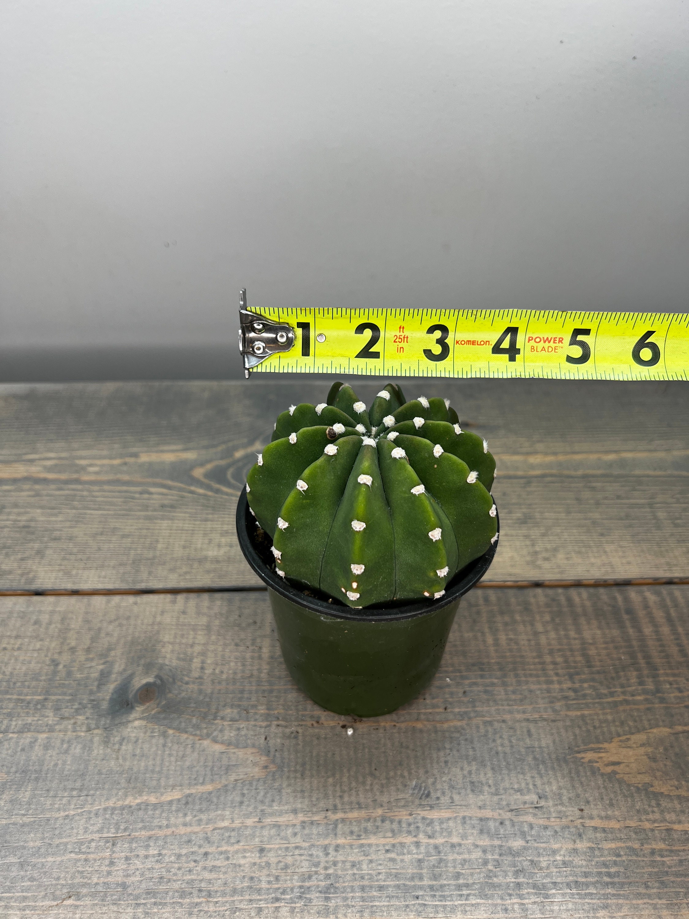 Echinopsis Subdenudata domino Cactus Live Rooted Succulent-cactus - Etsy