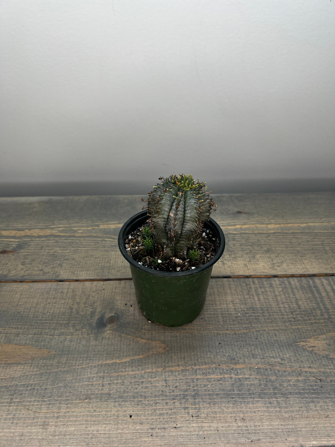 Euphorbia Horrida 'snowflake' | Live Rooted Succulent-cactus - Etsy
