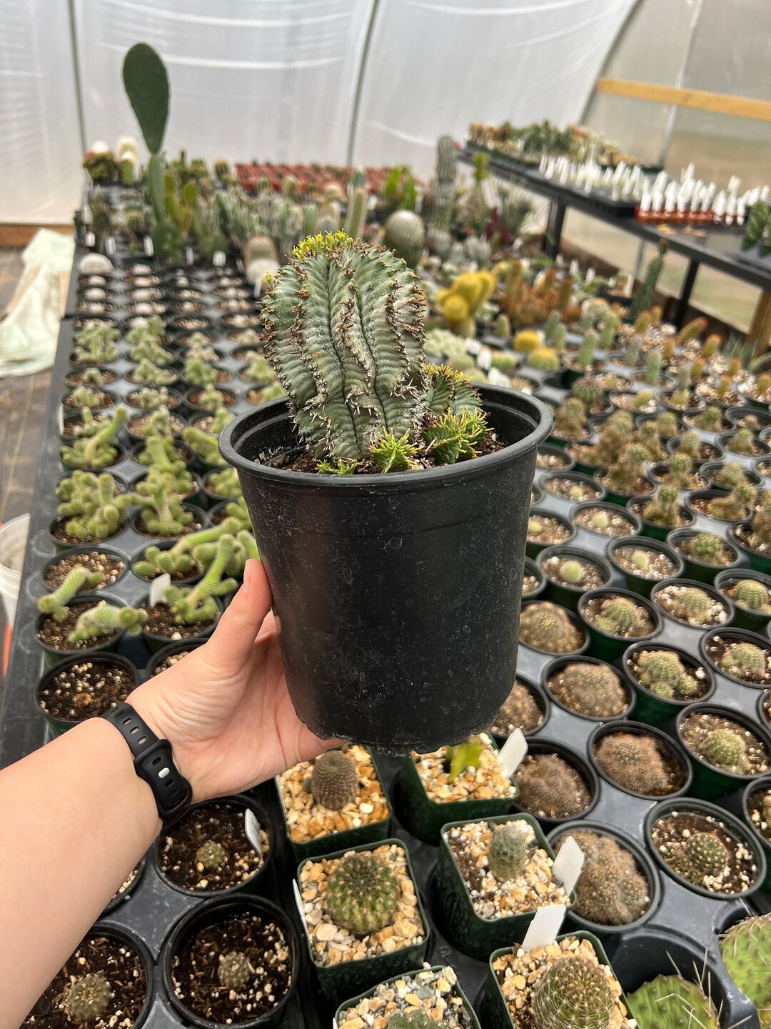 Rare Large Euphorbia Horrida 'snowflake' | Live Rooted Succulent-cactus ...