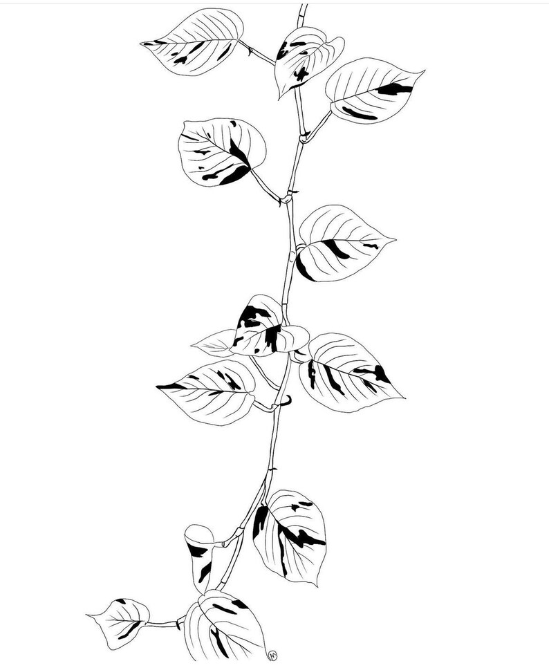Pothos - Etsy