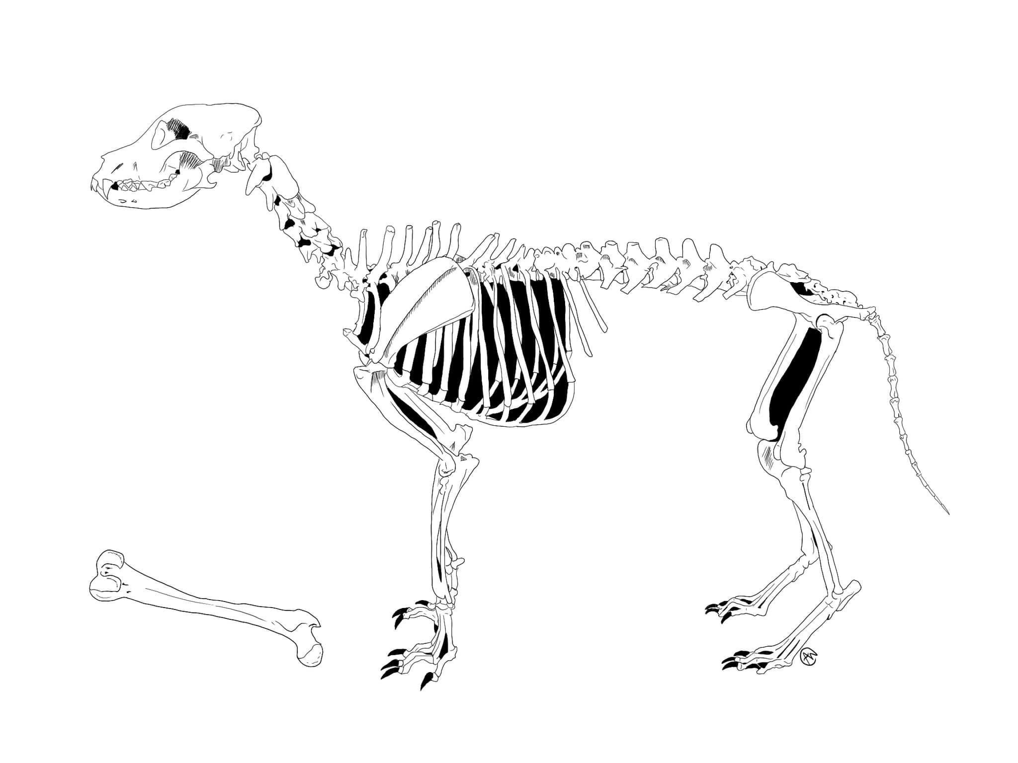 Skeledog - Etsy