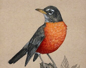 American Robin Printables - American Robin Fact Cards - American Robin ...