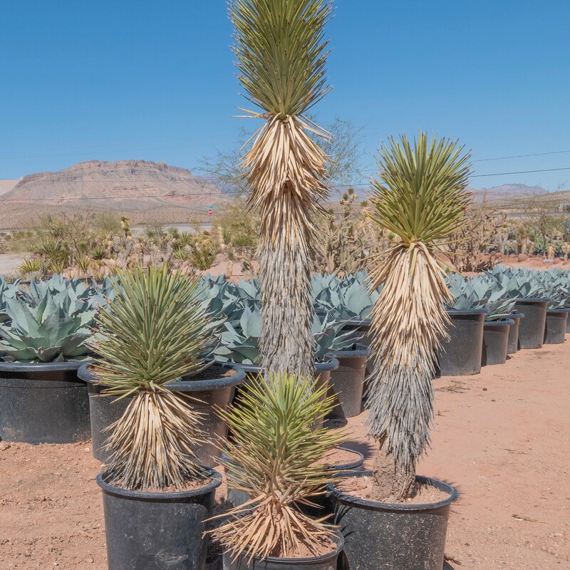 Joshua Tree Plant - Etsy