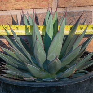 Agave Blue Emperor, 3 Gallon, Plant Rooted - Etsy