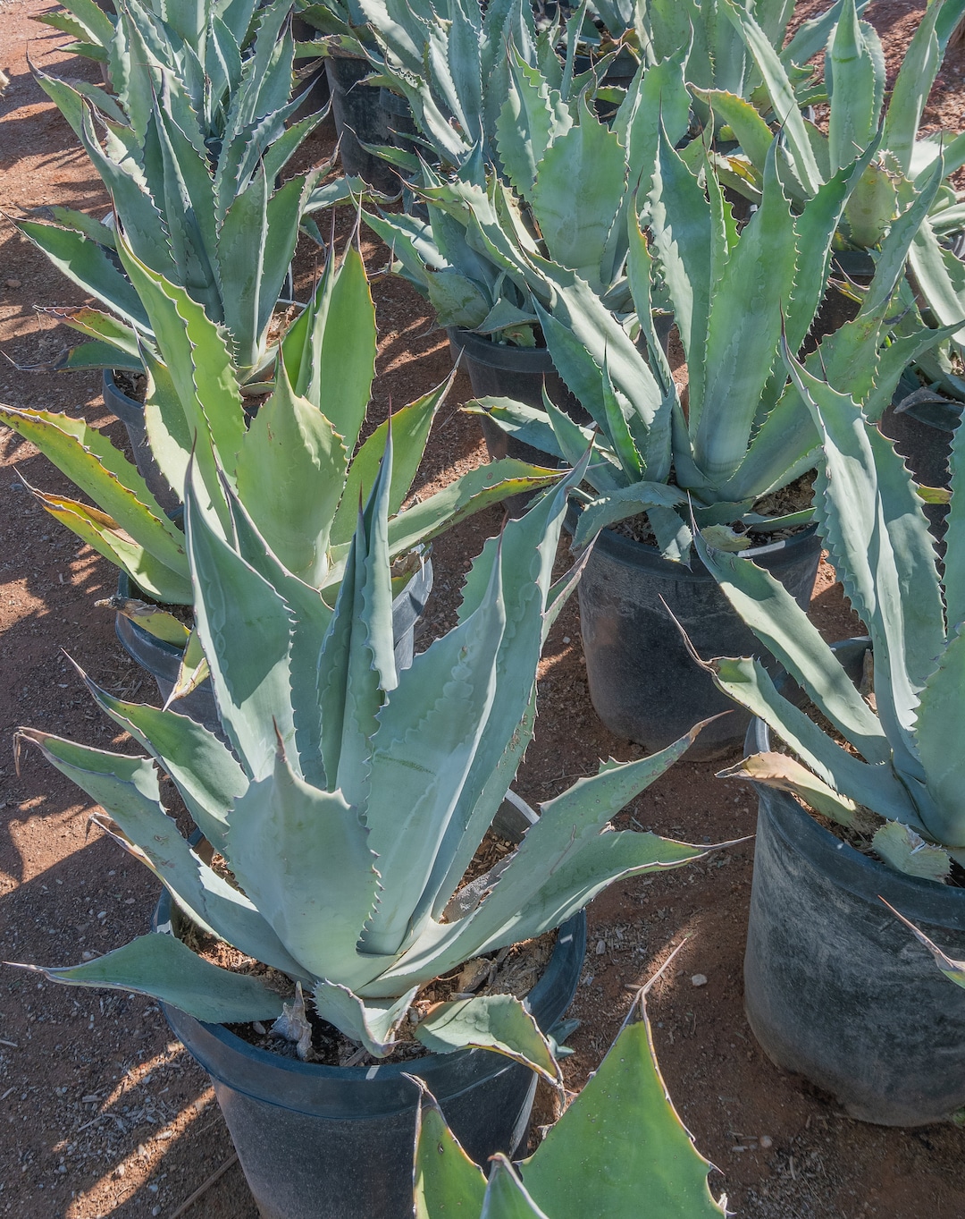 Agave Scabra, Agave Asperrima, Rough Leaved Agave, Live Plant ...