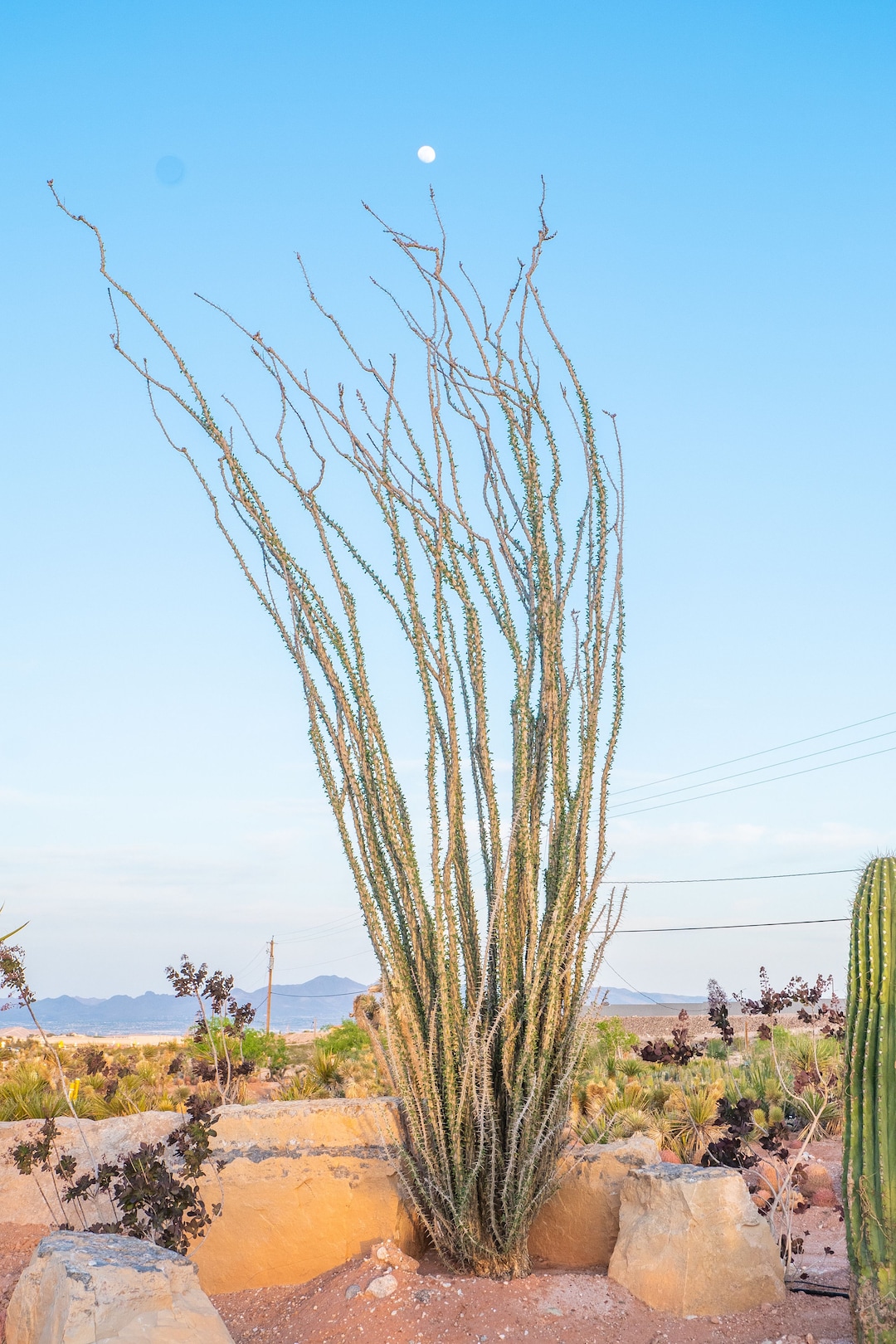 Ocotillo, Live Plant, Fouquieria Splendens, Candlewood - Etsy