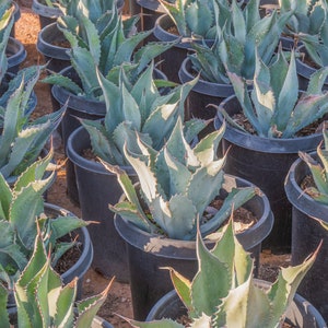 Agave Scabra, Rough Leaved Succulent, Live Plant - Etsy