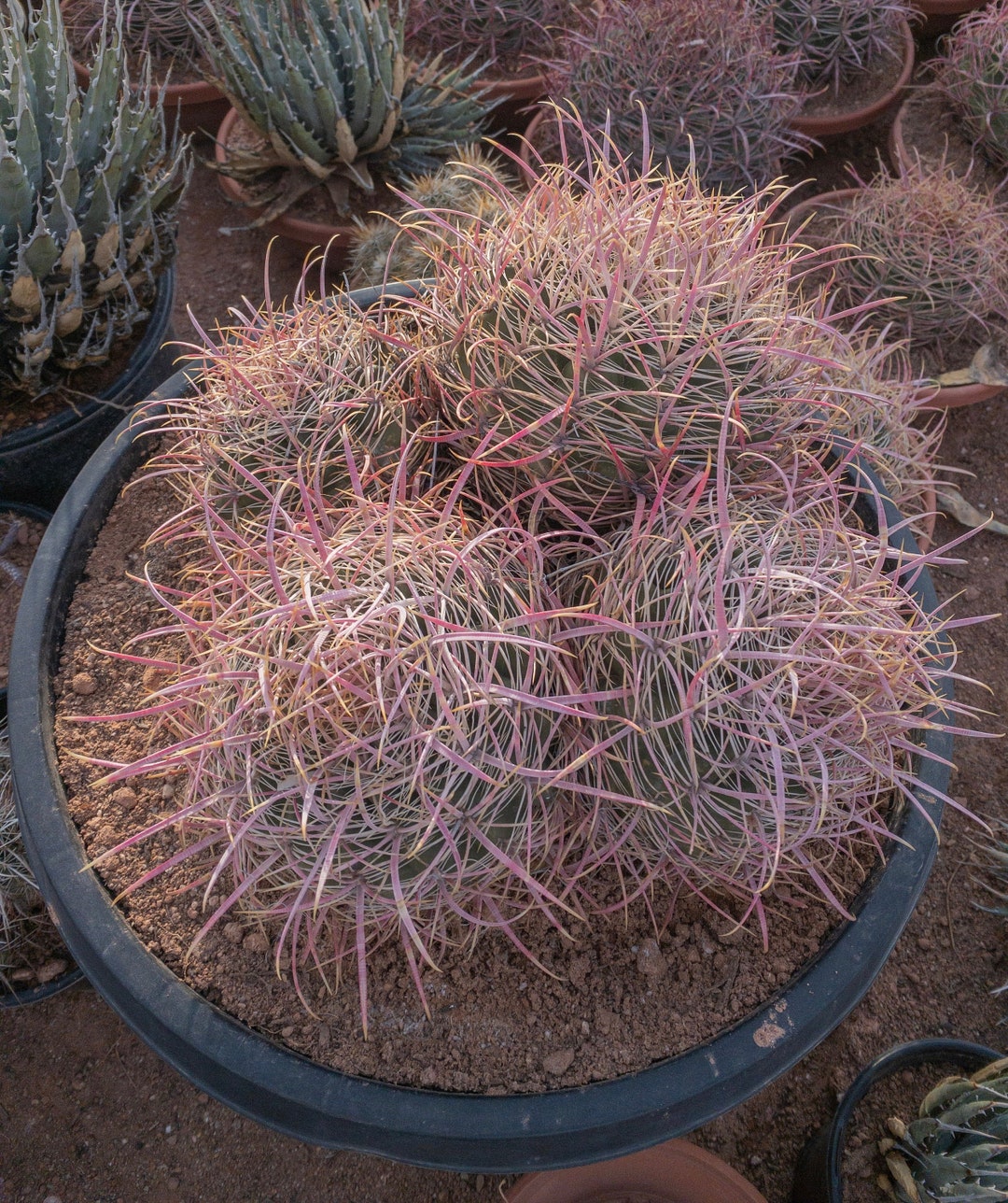 Ferocactus Cylindraceus V. Lecontei, Red Fire Barrel Cactus, Cluster ...