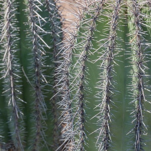 Saguaro Cactus, Carnegiea Gigantea, Rooted - Etsy