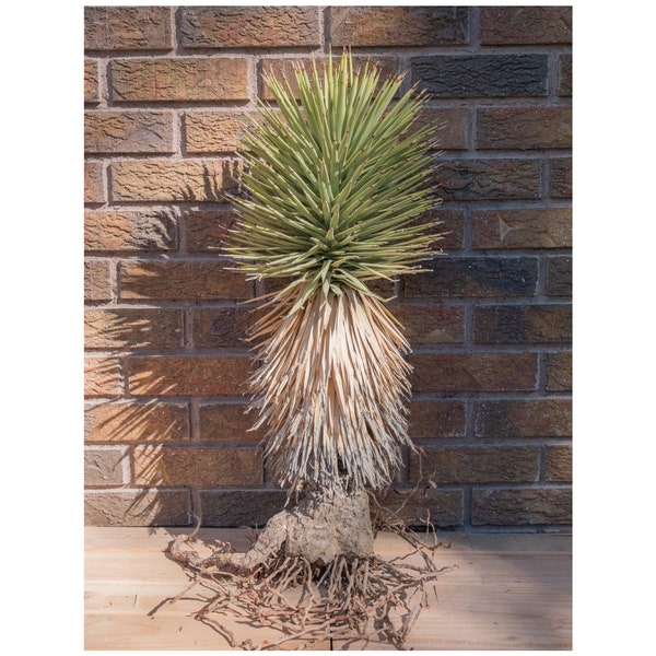 Joshua Tree Crafts - Etsy