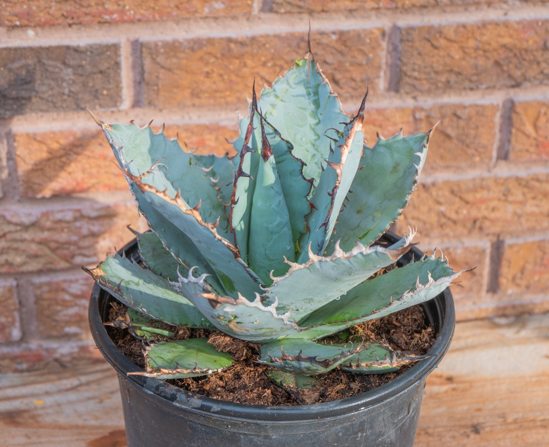 Agave Titanota, Lions Mane, 3 Gallon - Etsy