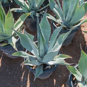 Agave Scabra, Rough Leaved Succulent, Live Plant - Etsy