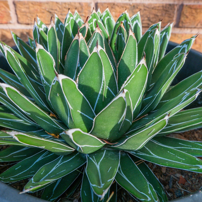 Agave Victoria Regina - Etsy