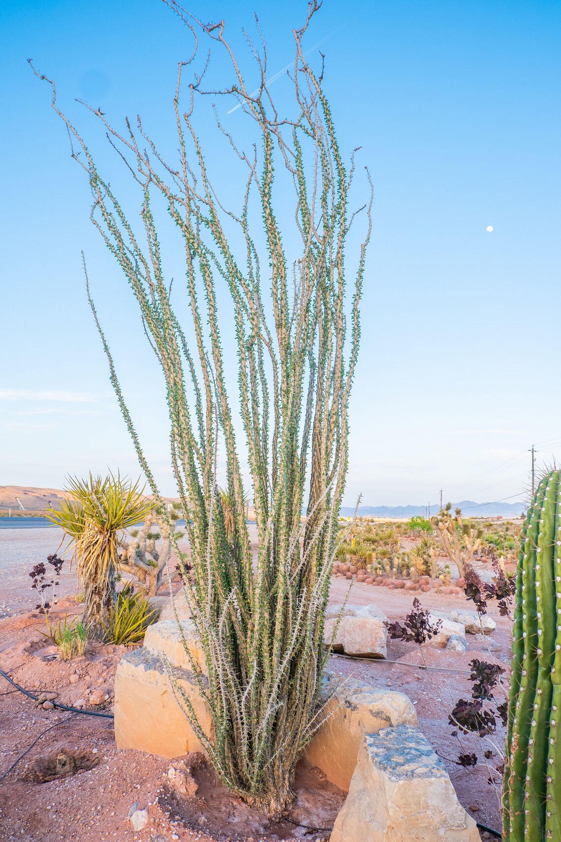 Ocotillo, Live Plant, Fouquieria Splendens, Candlewood - Etsy