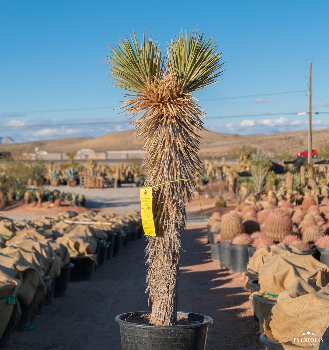 Joshua Tree, Two Heads, Yucca Brevifolia, Live, Desert Plant, Legally ...
