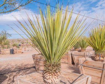 Plant Live Yucca Rigida 3 Gallon Size Bare Root - Etsy