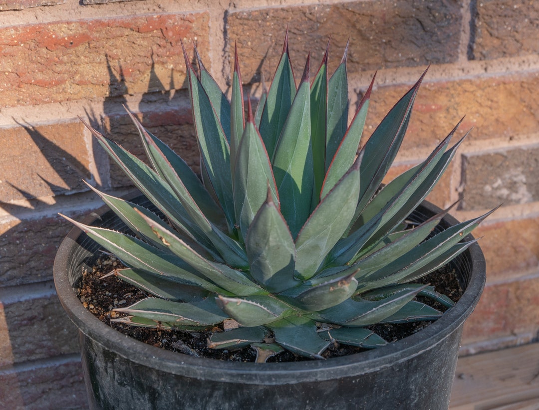 Agave Blue Emperor, 3 Gallon, Plant Rooted - Etsy