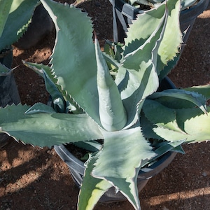 Agave Scabra, Agave Asperrima, Rough Leaved Agave, Live Plant ...