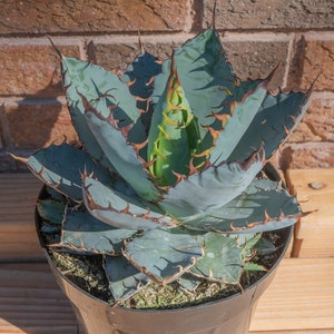 Agave Titanota, Black and Blue - Etsy