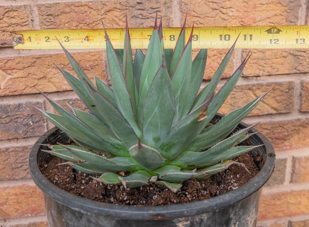 Agave Blue Emperor 3 Gallon Plant Rooted - Etsy