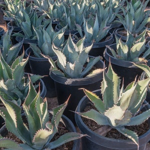 Agave Scabra, Agave Asperrima, Rough Leaved Agave, Live Plant ...