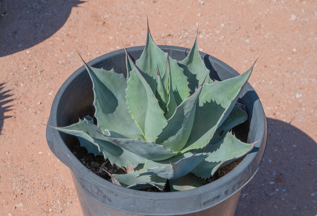 Agave Ovatifolia, Whale's Tongue Agave, Desert Plant, Succulent - Etsy