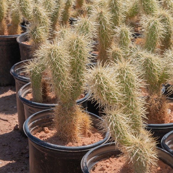 Cholla Cactus - Etsy