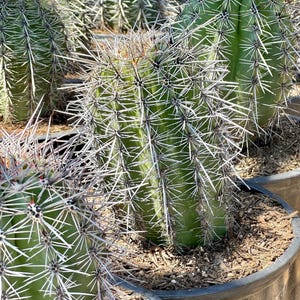 Saguaro Cactus, Carnegiea Gigantea, Rooted - Etsy