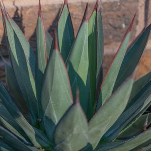 Agave Blue Emperor, 3 Gallon, Plant Rooted - Etsy