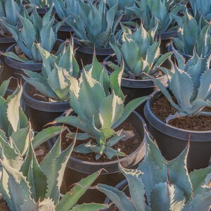 Agave Scabra, Agave Asperrima, Rough Leaved Agave, Live Plant ...