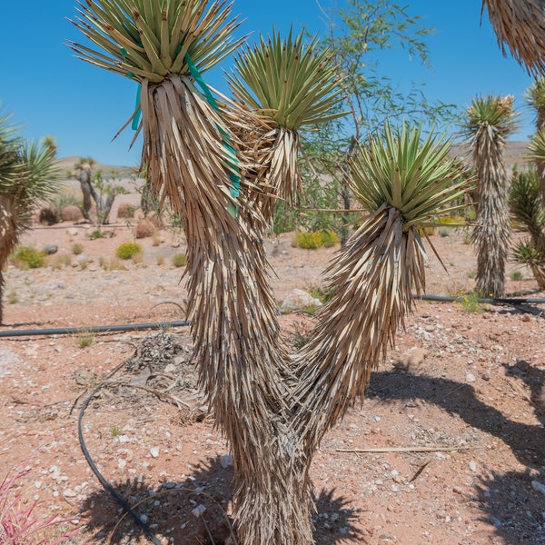 Yucca Plant Live - Etsy