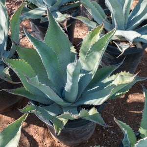 Agave Scabra, Agave Asperrima, Rough Leaved Agave, Live Plant ...