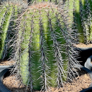 Saguaro Cactus, Carnegiea Gigantea, Rooted - Etsy