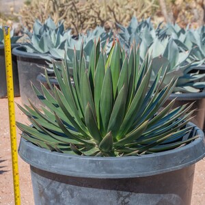 Agave Ocahui, Ocahui Century Plant, Desert Plant, Succulent - Etsy