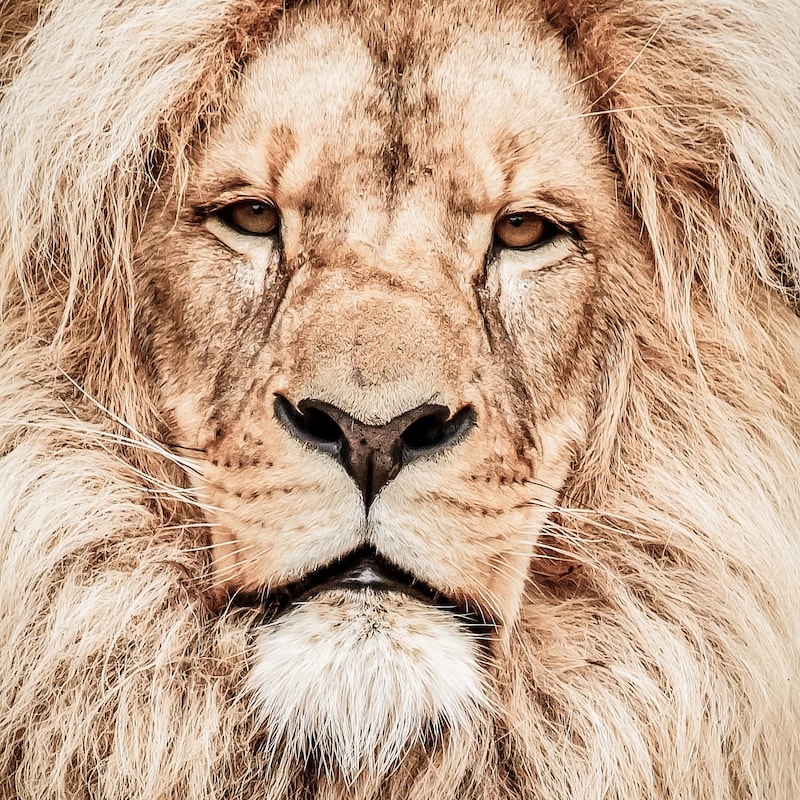 Lion Portrait - Etsy