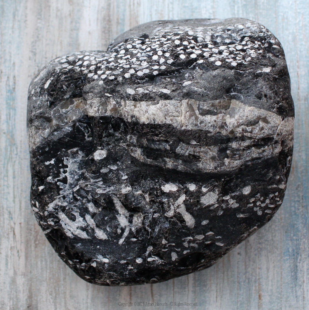 Large Layered Fossilised Coral Cobble, English North East Coast Fossil ...