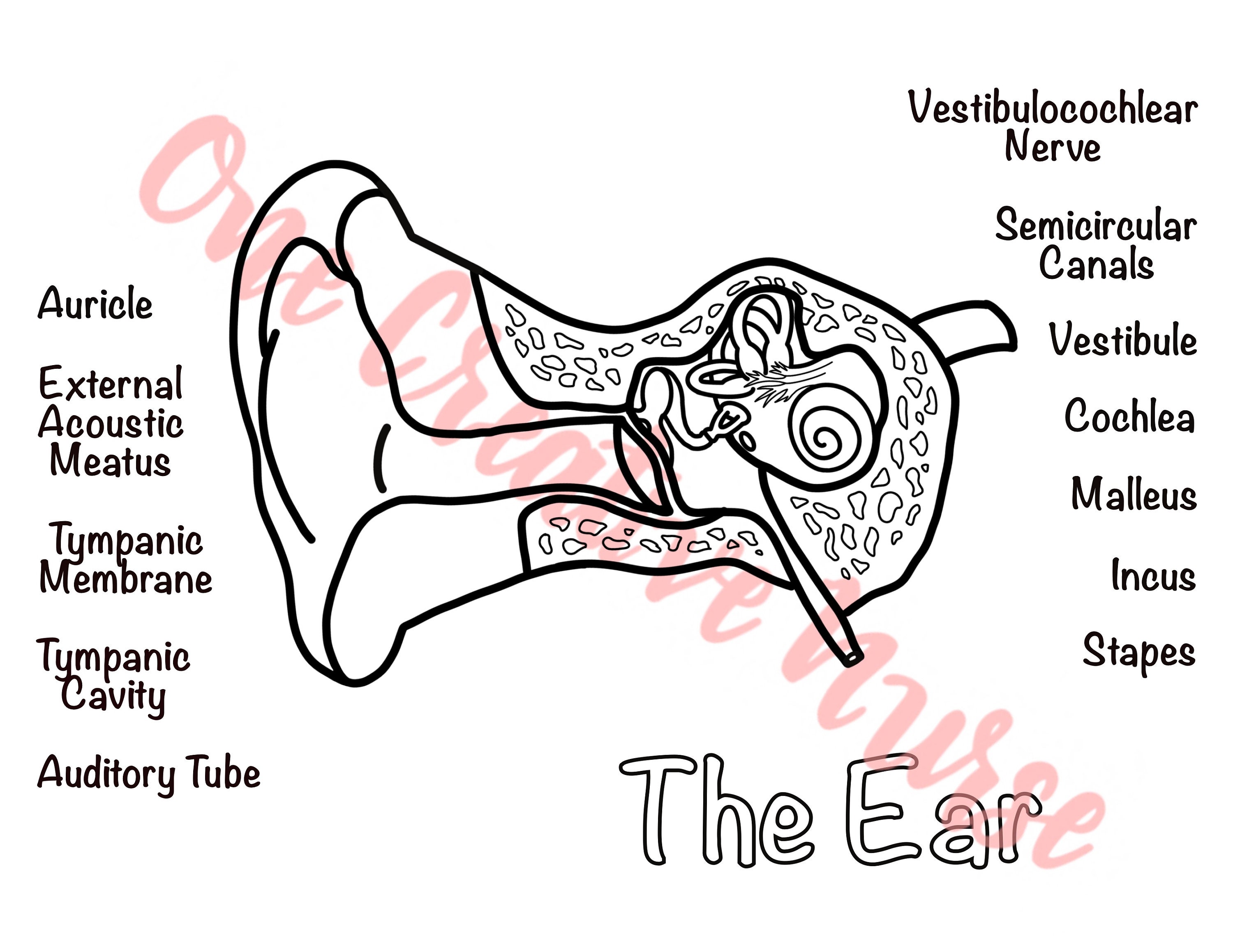 Eye Anatomy Colouring Page Ear Anatomy Colouring Page - Etsy Canada