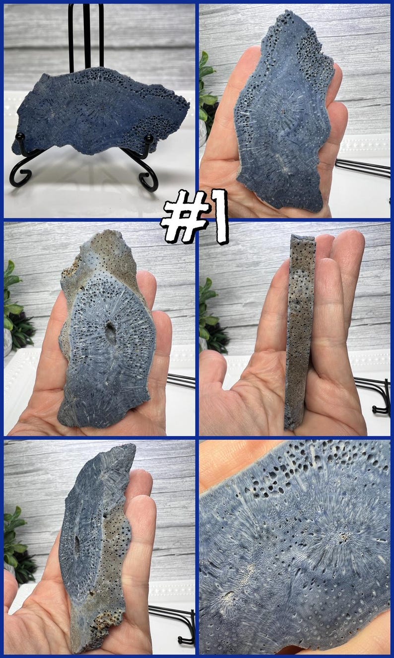 Blue Ridge Coral Slab, Coral Slab, Heliopora Coerulea, Natural Blue ...