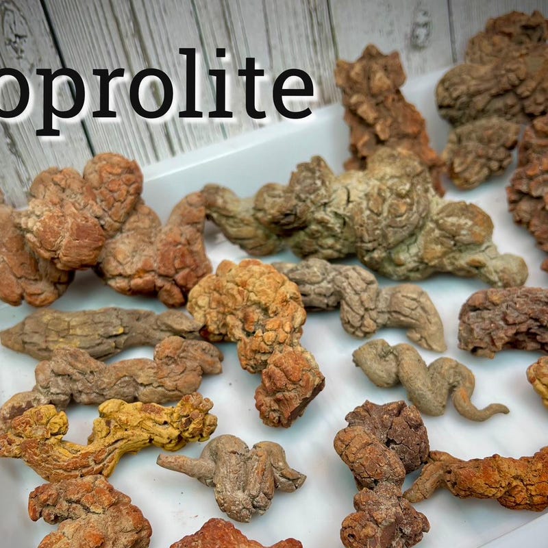 Coprolite - Etsy