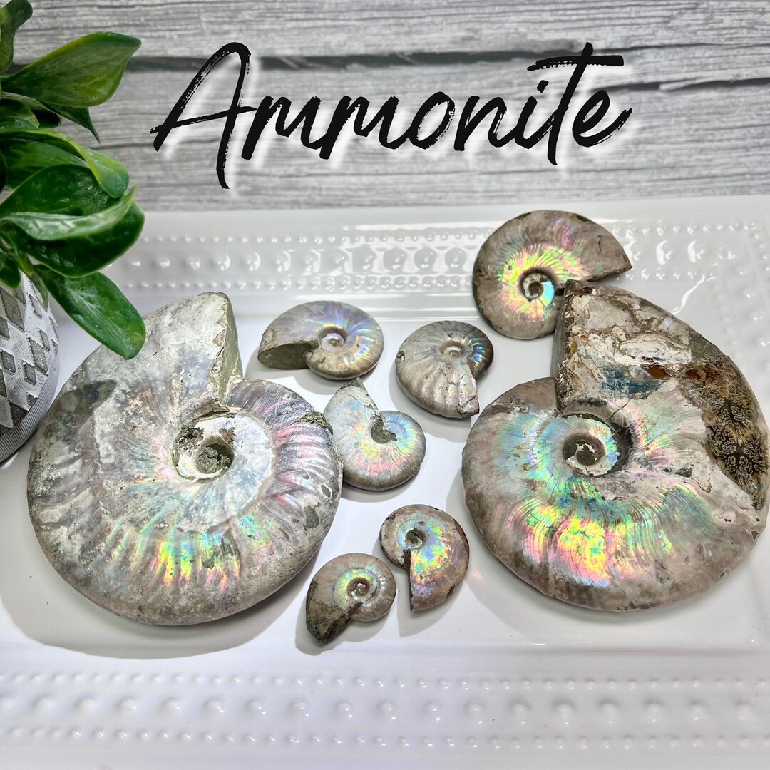 Iridescent Ammonite Fossil, Opalized Ammonite Fossil Specimen, Silver ...