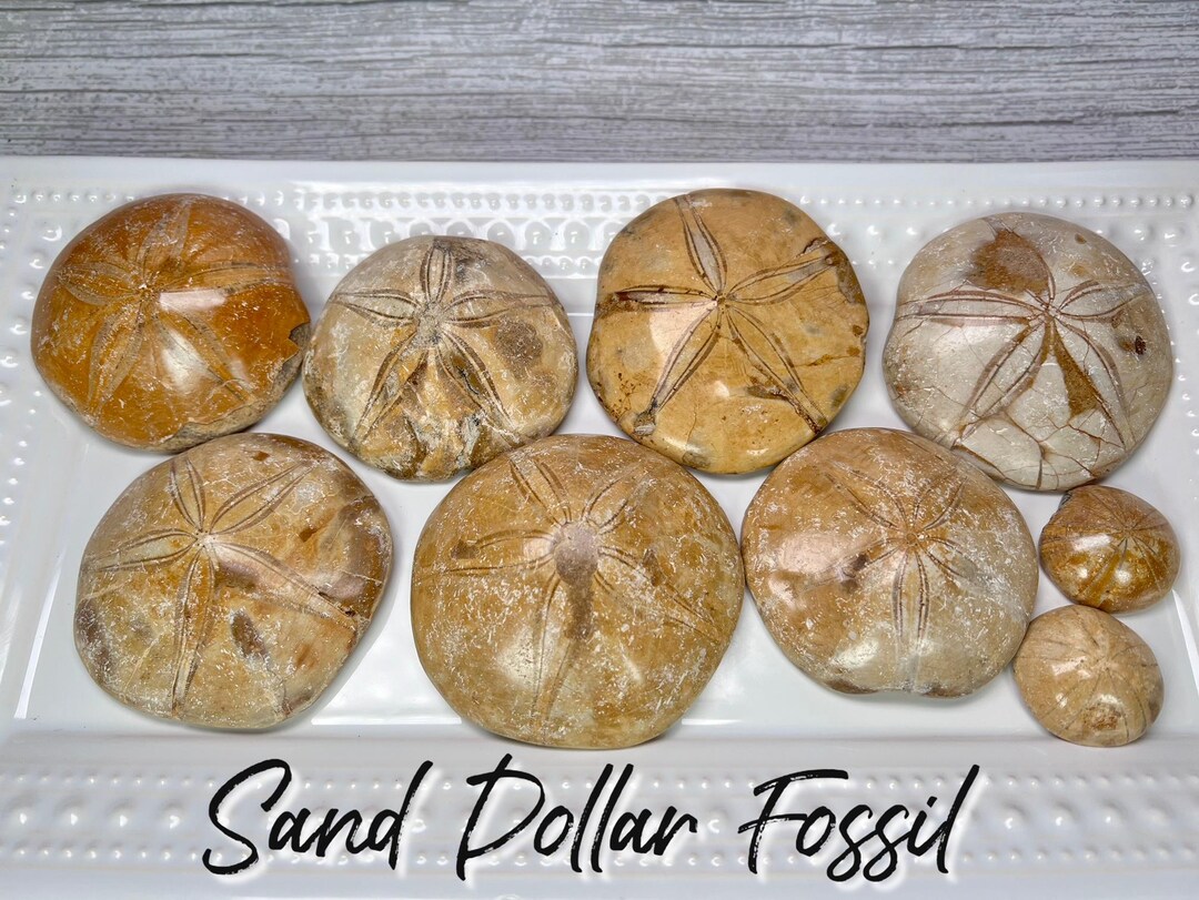 Fossilized Sand Dollar From Madagascar, Sand Dollar Fossil, Sea Urchin ...