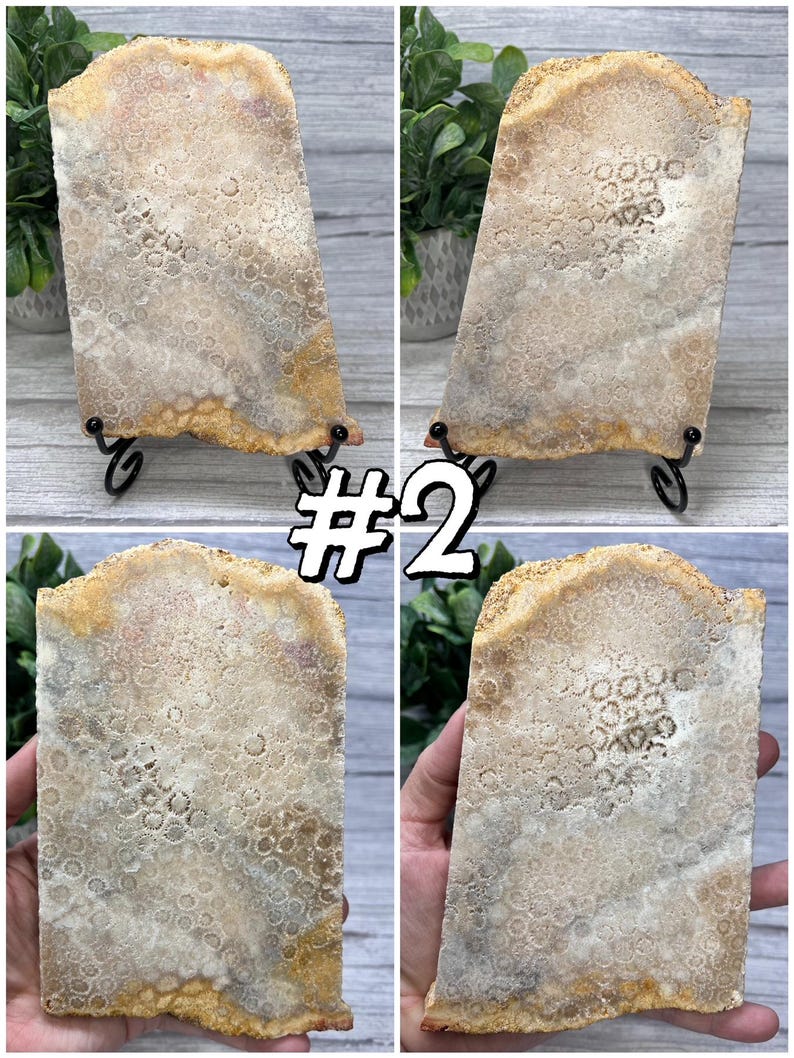 Fossil Coral Slab, Coral Fossil Slab, Coral Slice, Agatized Coral ...
