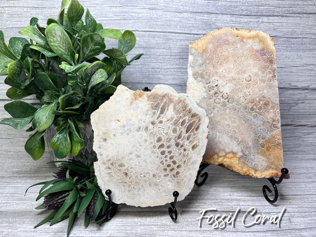 Fossil Coral Slab, Coral Fossil Slab, Coral Slice, Agatized Coral ...