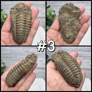 Trilobite Fossil, Natural Trilobite Fossil Specimen - Etsy