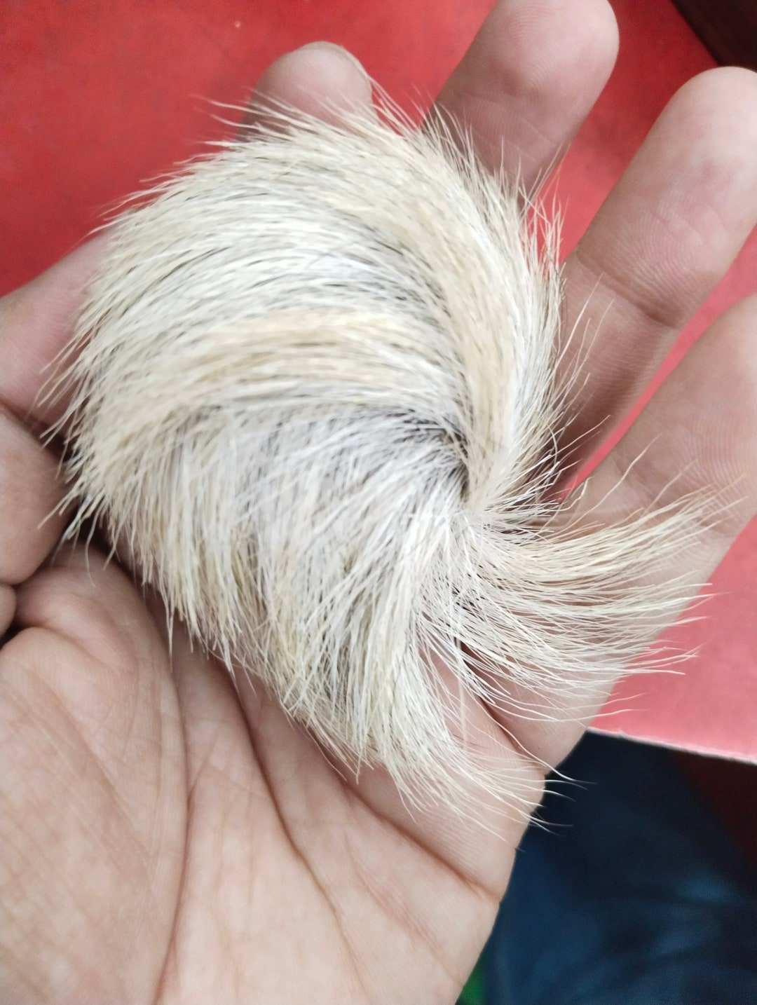 Siberian Deer Musk Pods 1 Full of Aromatic Grain Moschus - Etsy