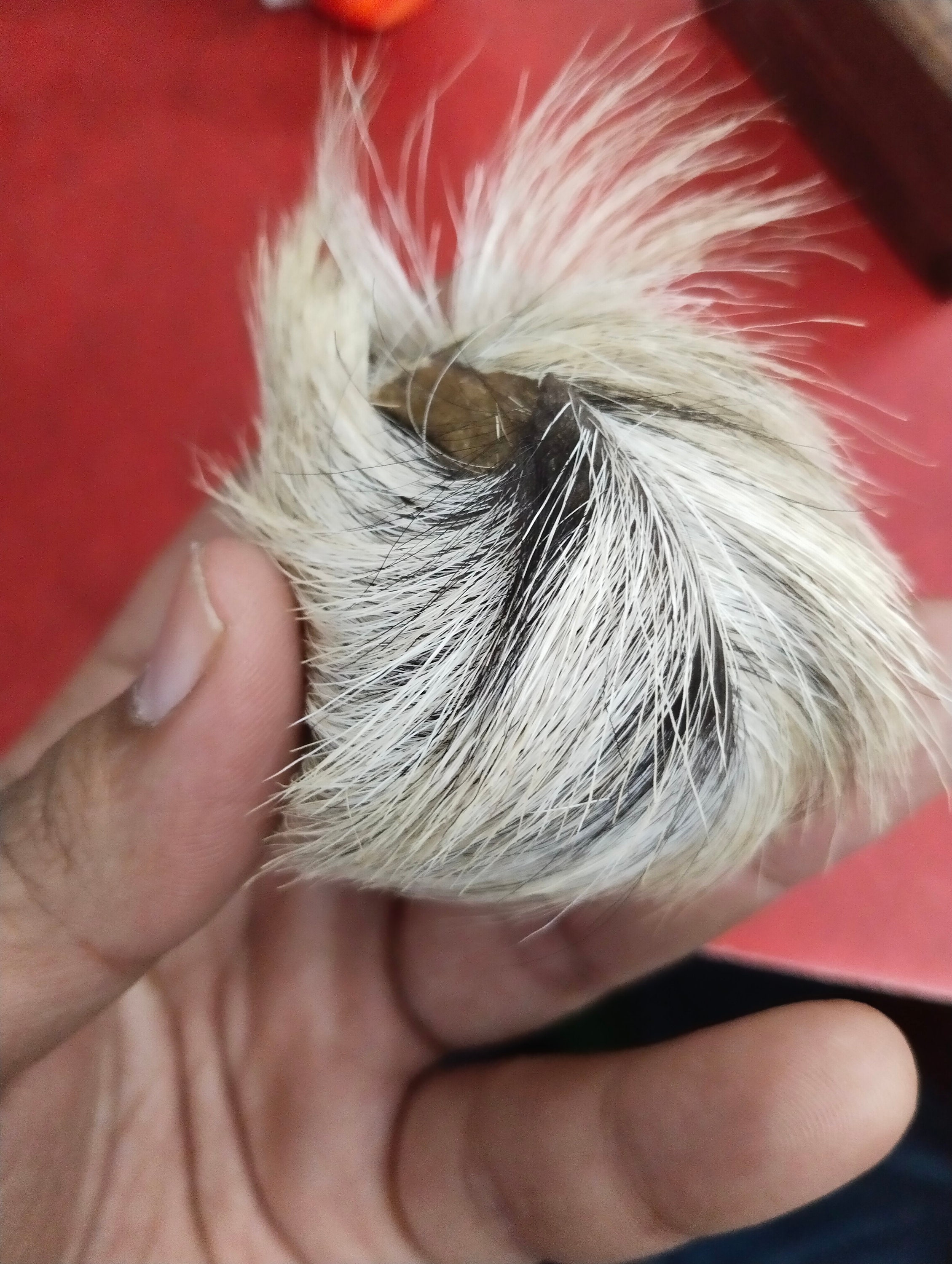 Siberian Deer Musk Pods 1 Full of Aromatic Grain Moschus - Etsy