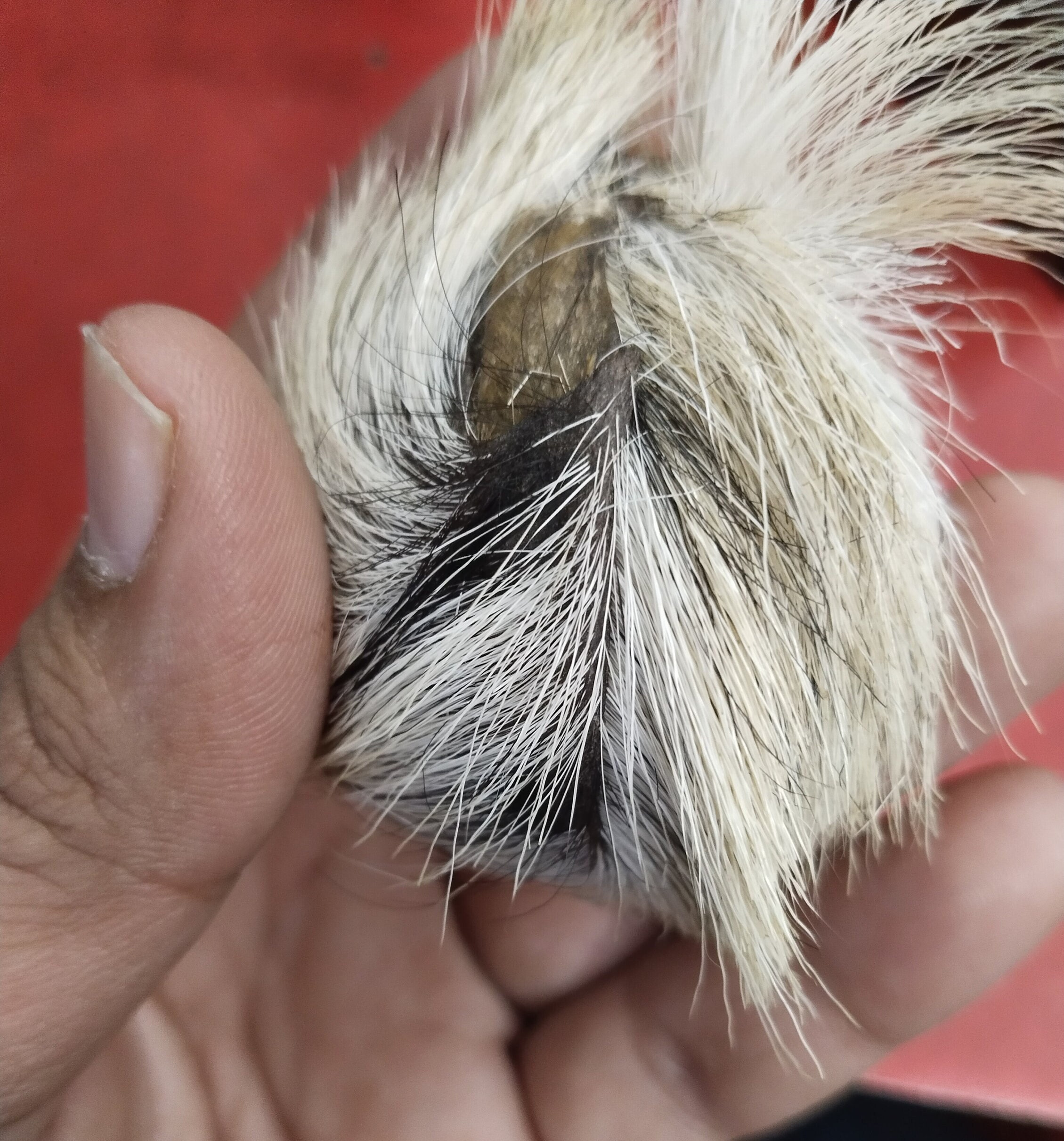 Siberian Deer Musk Pods 1 Full of Aromatic Grain Moschus - Etsy