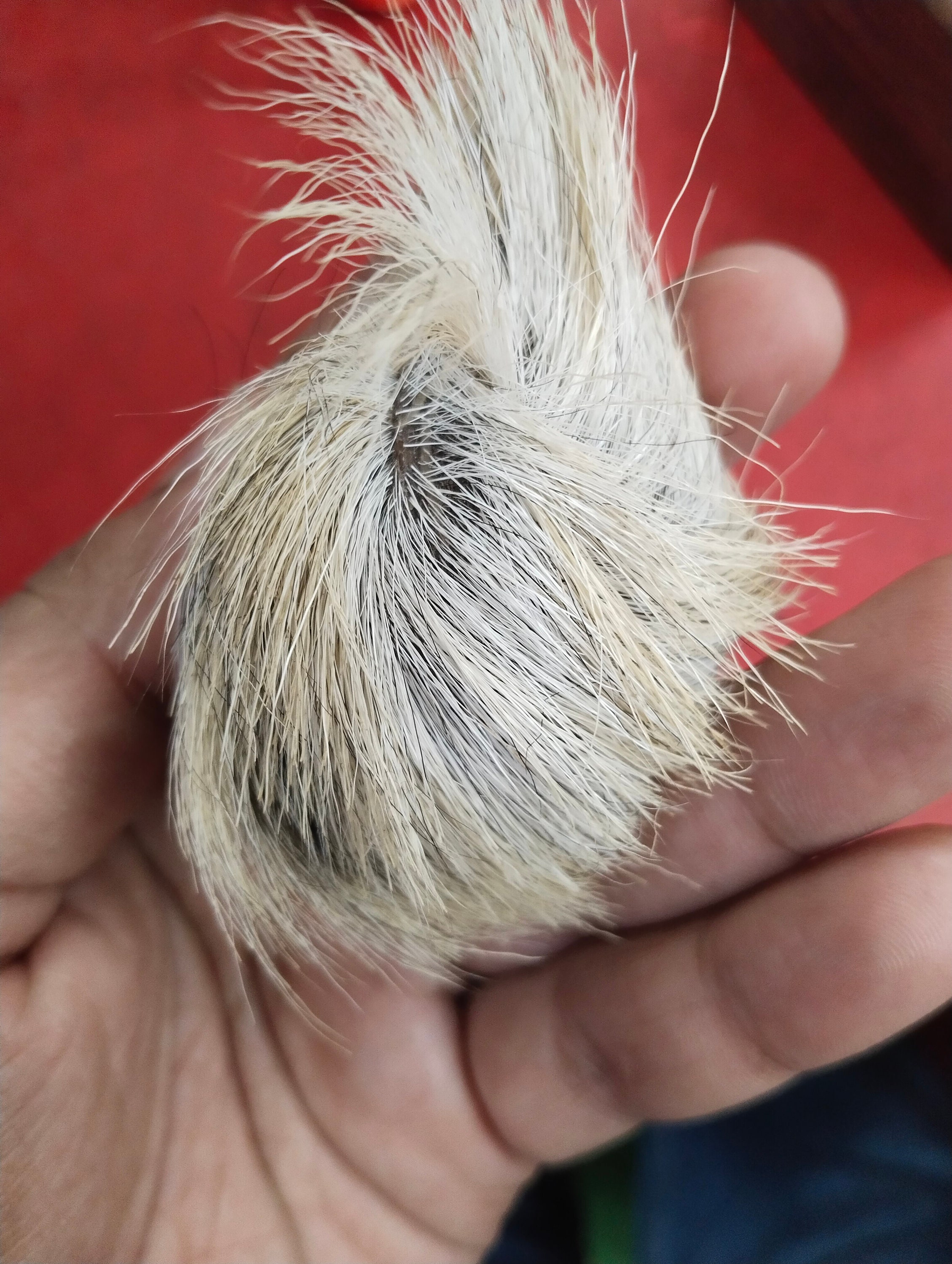 Siberian Deer Musk Pods 1 Full of Aromatic Grain Moschus - Etsy